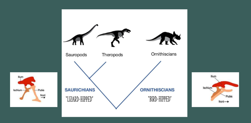 L12 - Dinosaurs